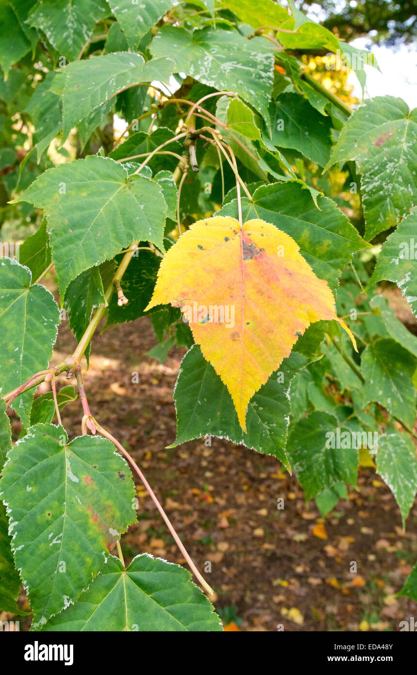 Grey snake bark maple hi-res stock photography and images - Alamy