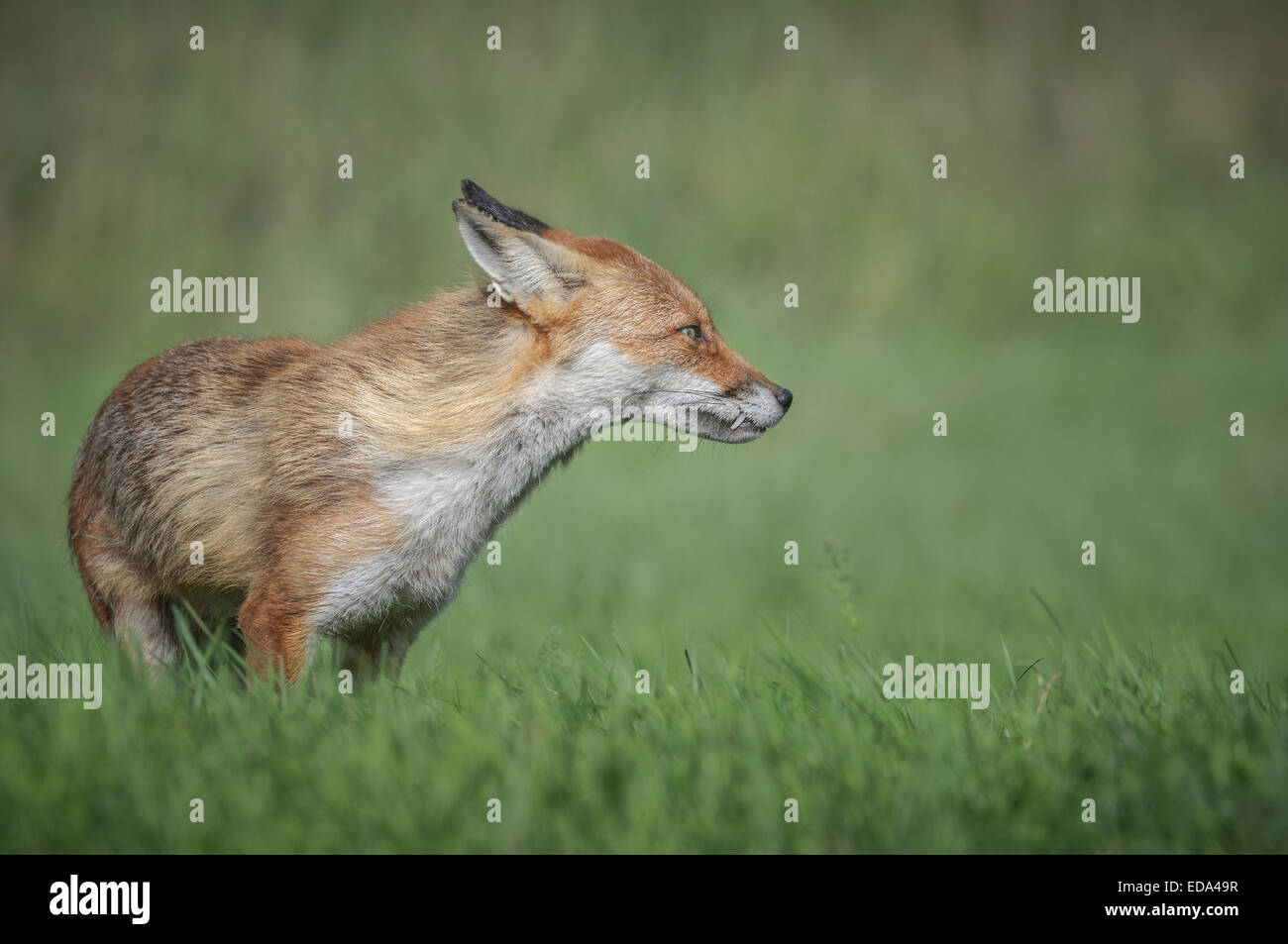 A red fox makes it's way across an English Meadow. The breeze makes ...