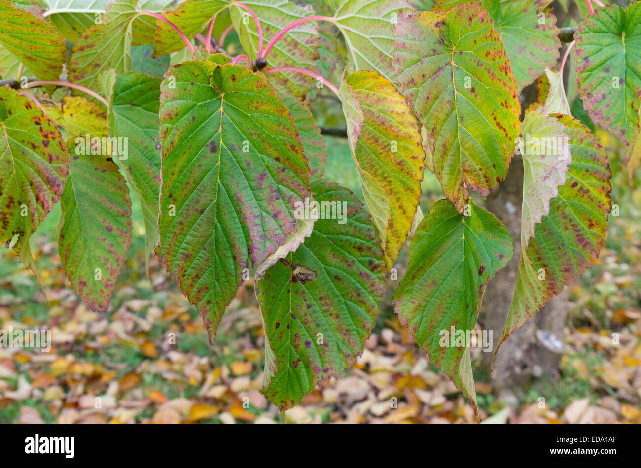 Davidia involucrata ( Dove Tree, Handkerchief Tree, Pocket Handkerchief ...