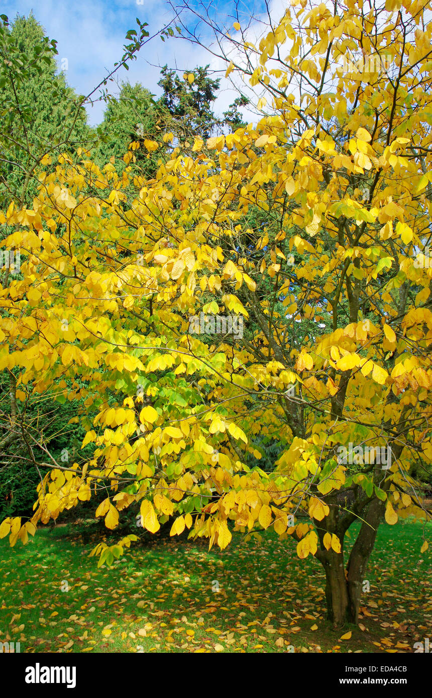 Cladrastis kentukea ( American Yellow Wood or Kentucky Yellow Wood ) in ...