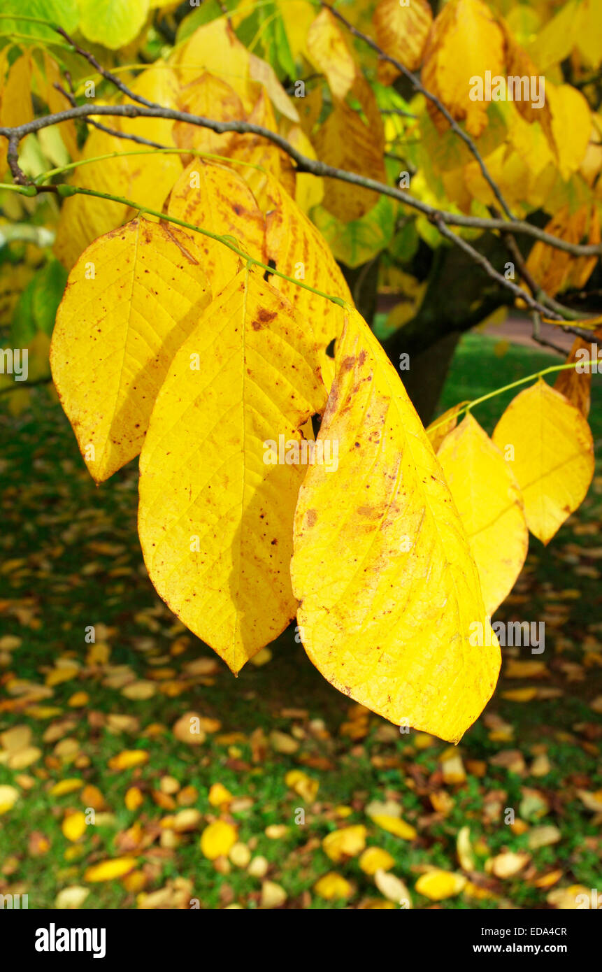 Cladrastis kentukea ( American Yellow Wood or Kentucky Yellow Wood ) in ...