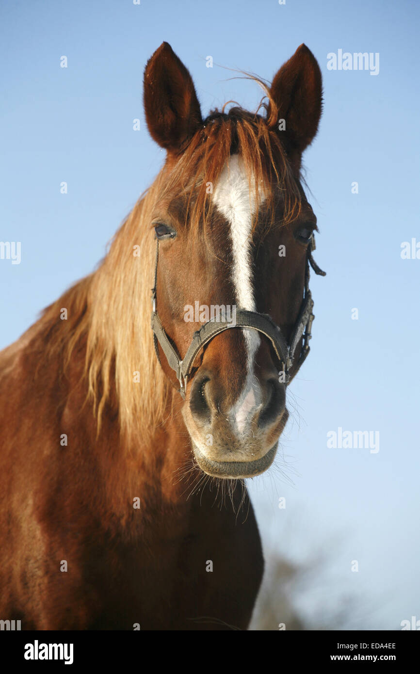 Portrait of a beautiful thoroughbred horse in winter scene under blue ...
