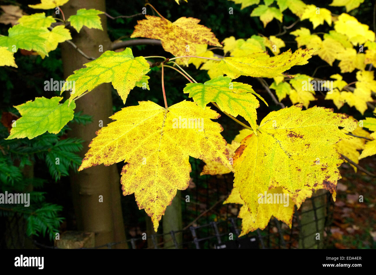 Acer rubrum ( Red, Soft, swamp or Water Maple ) Foliage in Autumn Stock ...