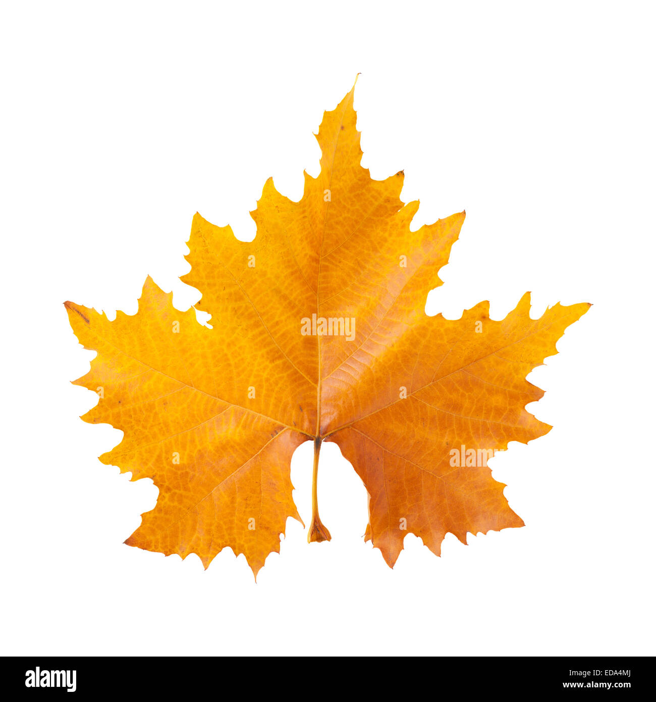 Cut leaf plane tree hi-res stock photography and images - Alamy