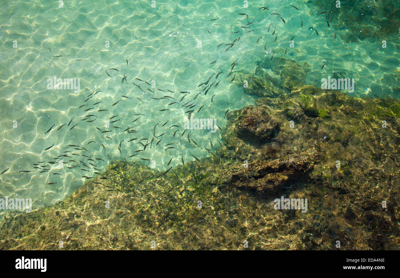 fish in transparent water abstract Stock Photo - Alamy