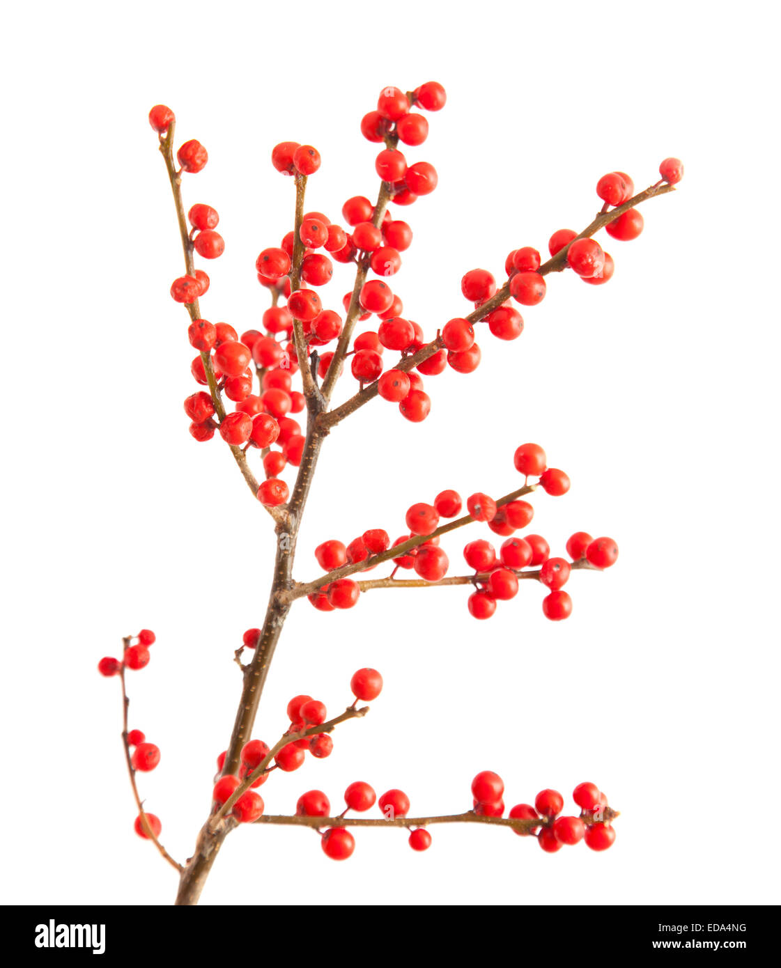 Ilex verticillata, winterberry branches isolated on white background ...