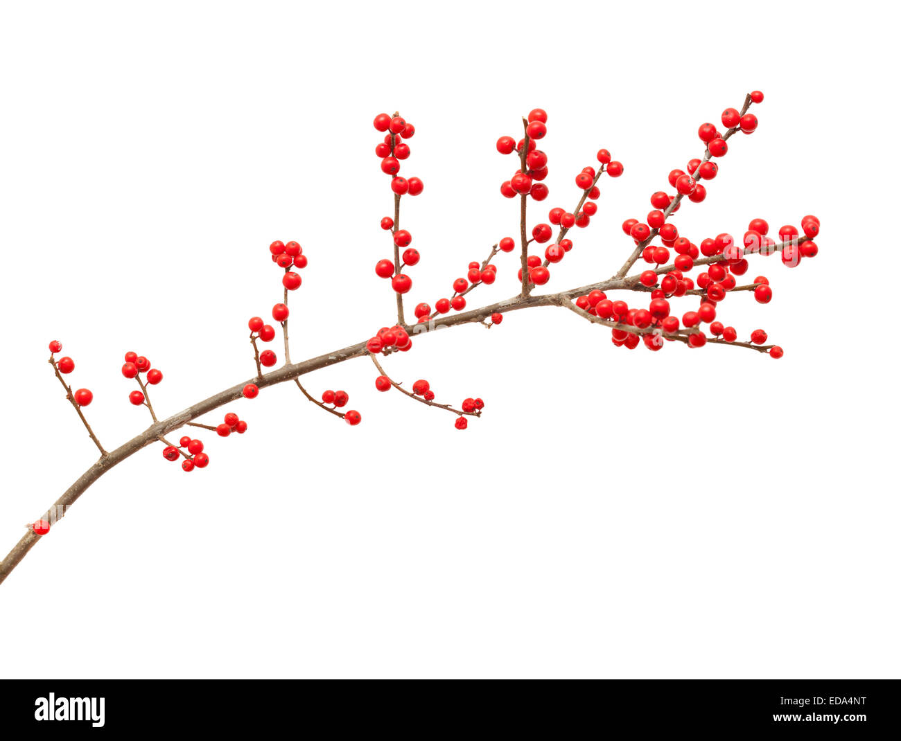 Ilex verticillata, winterberry branches isolated on white background ...