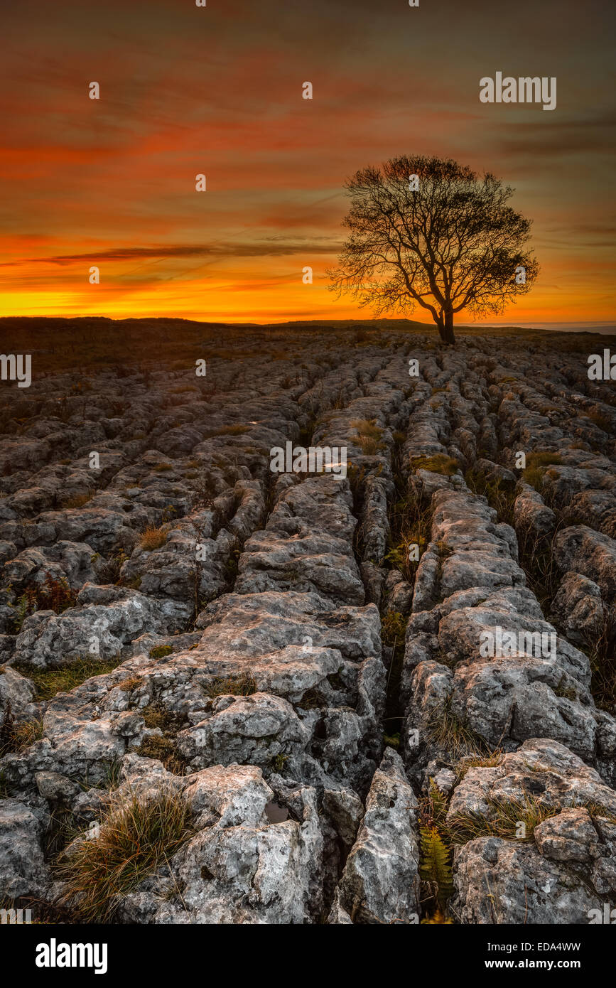 Sunrise behind the famous lone tree at Malham in the yorkshire dales ...