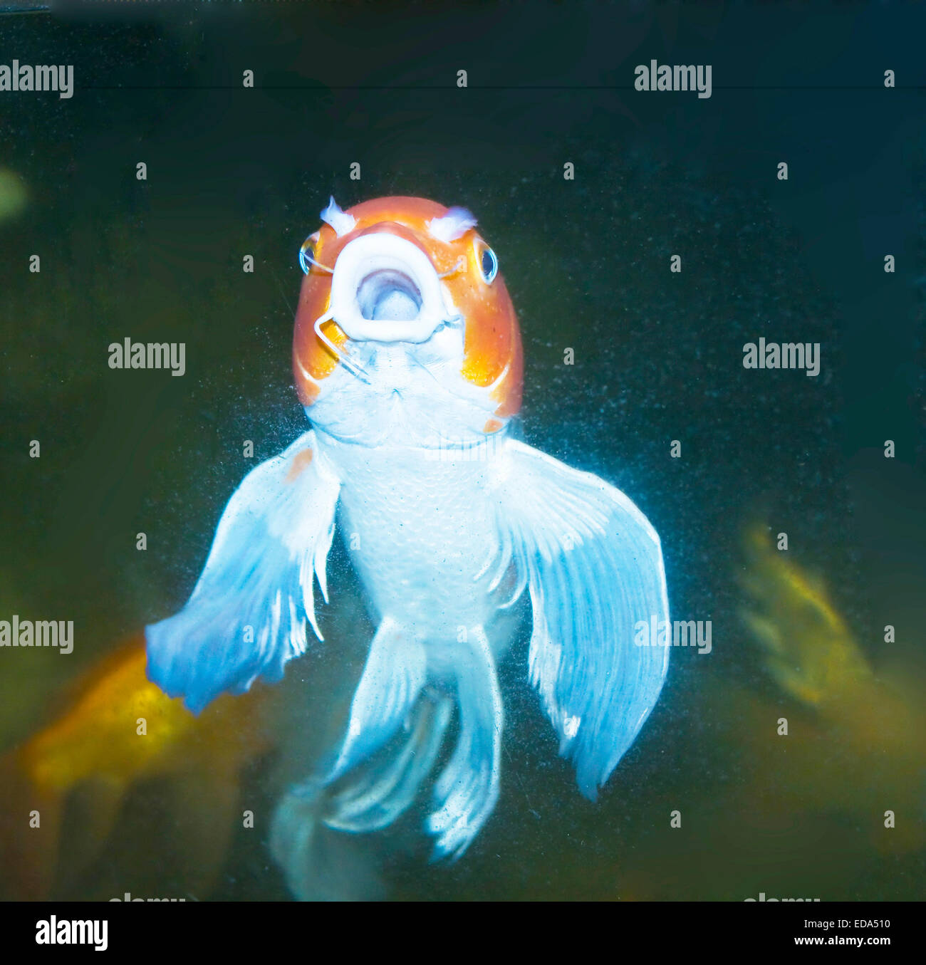 Chinese comet hi-res stock photography and images - Alamy