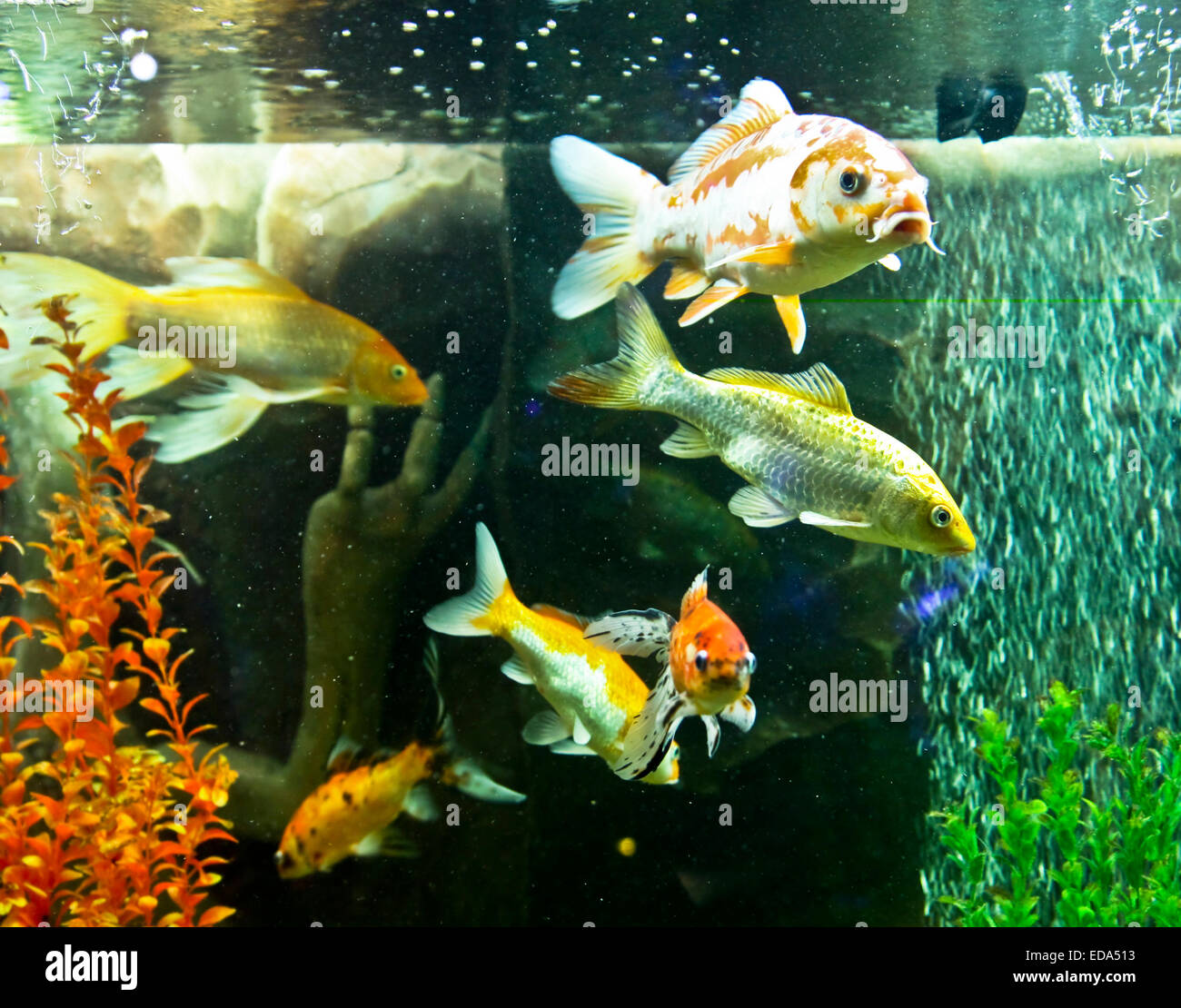 Coi carp hi-res stock photography and images - Alamy