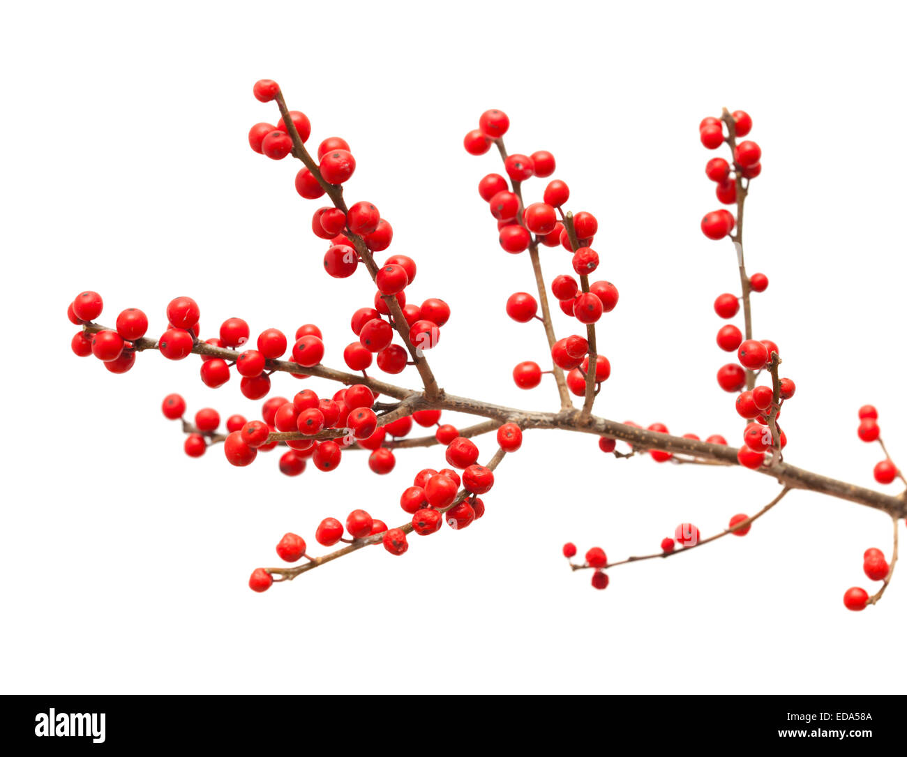 Ilex verticillata, winterberry branches isolated on white background ...