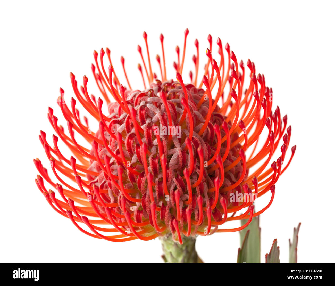 red protea flower isolated on white background Stock Photo - Alamy