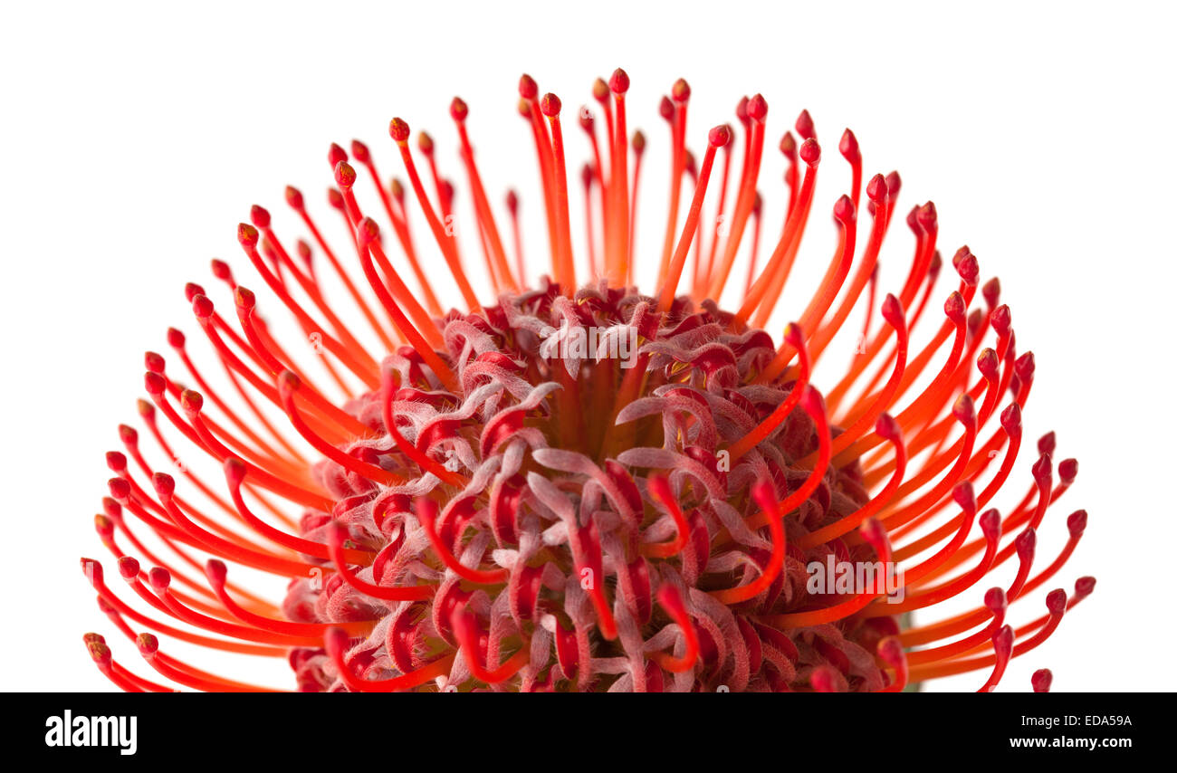 red protea flower isolated on white background Stock Photo - Alamy