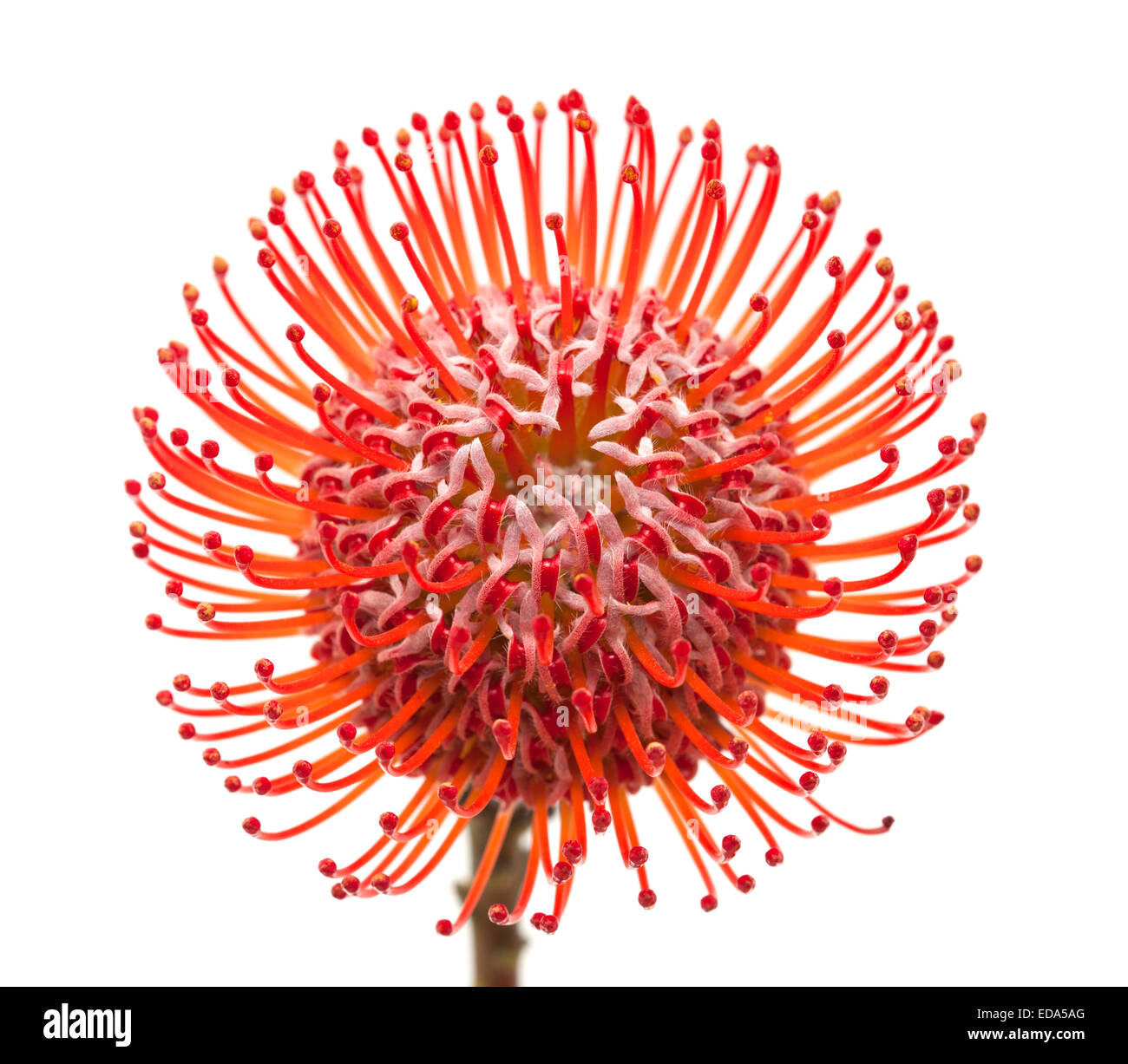 Red protea Cut Out Stock Images & Pictures - Alamy