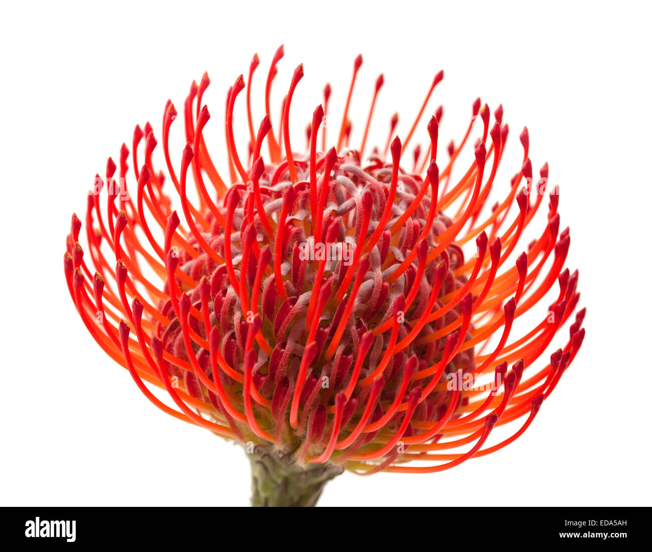 red protea flower isolated on white background Stock Photo - Alamy