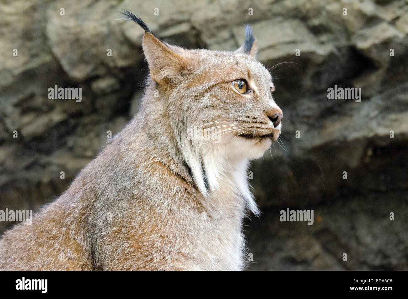 Lynx portrait on rock background Stock Photo - Alamy