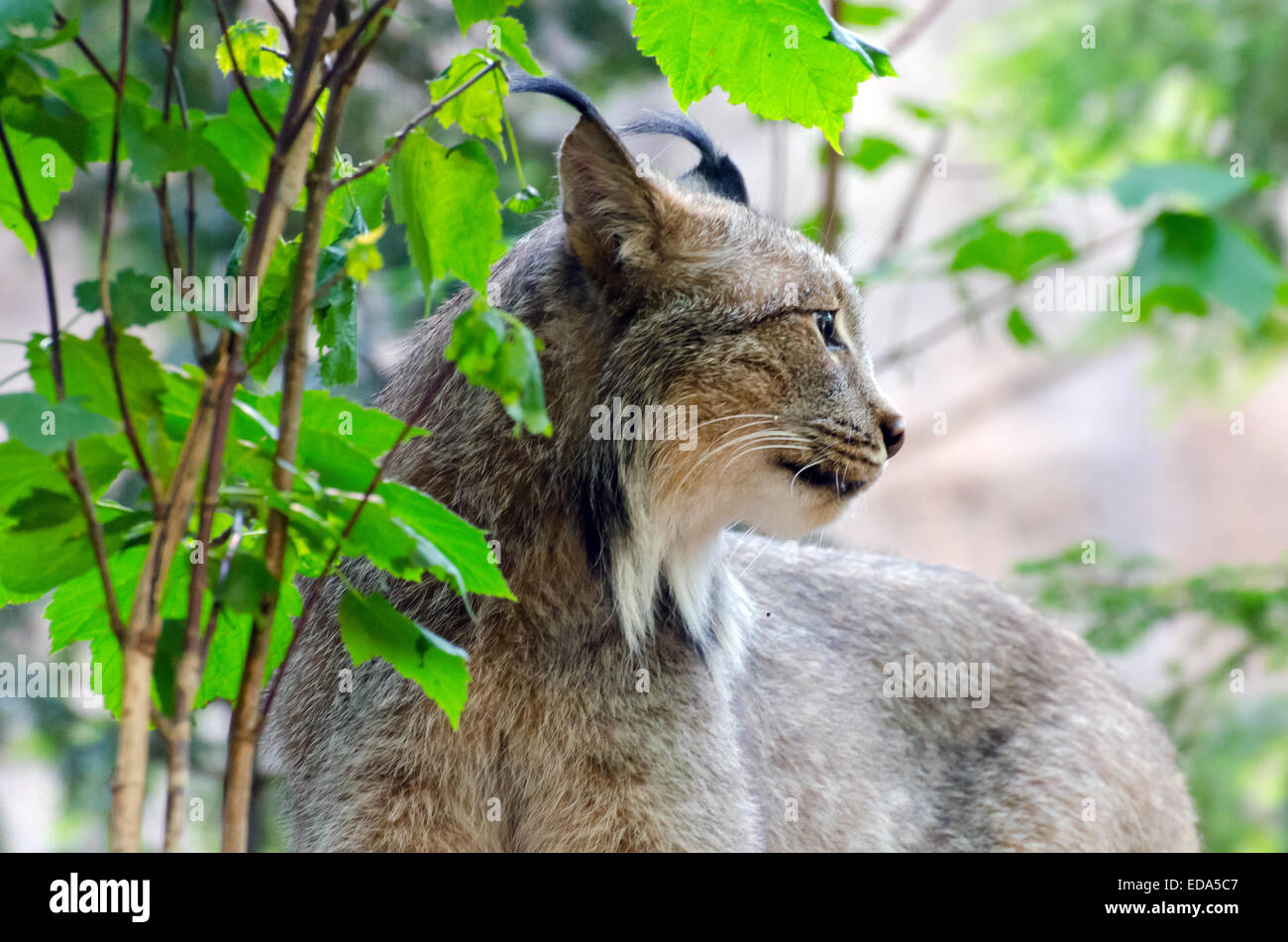 Lynx portrait on rock background Stock Photo - Alamy