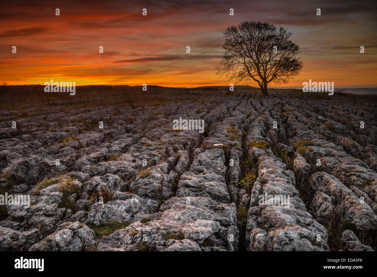 Sunrise behind the famous lone tree at Malham in the yorkshire dales ...