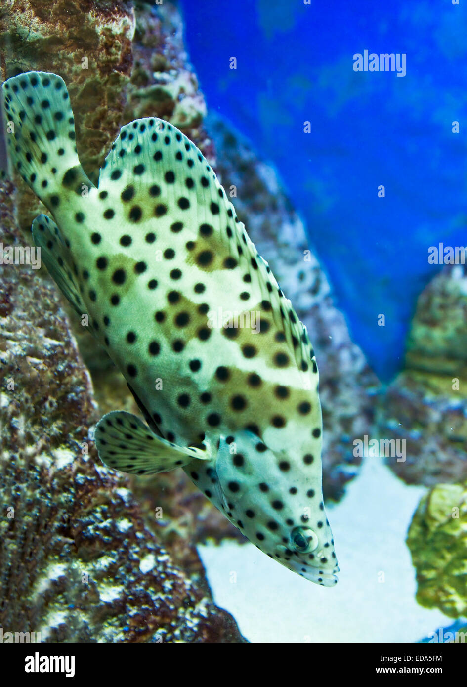Panther grouper hi-res stock photography and images - Alamy