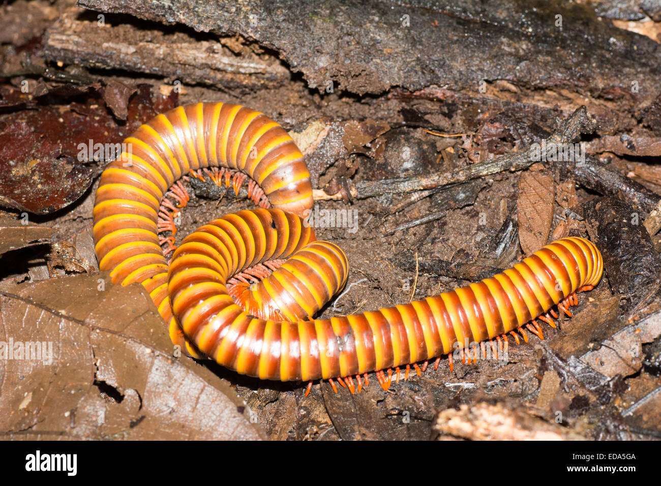 Millipedes hi-res stock photography and images - Alamy