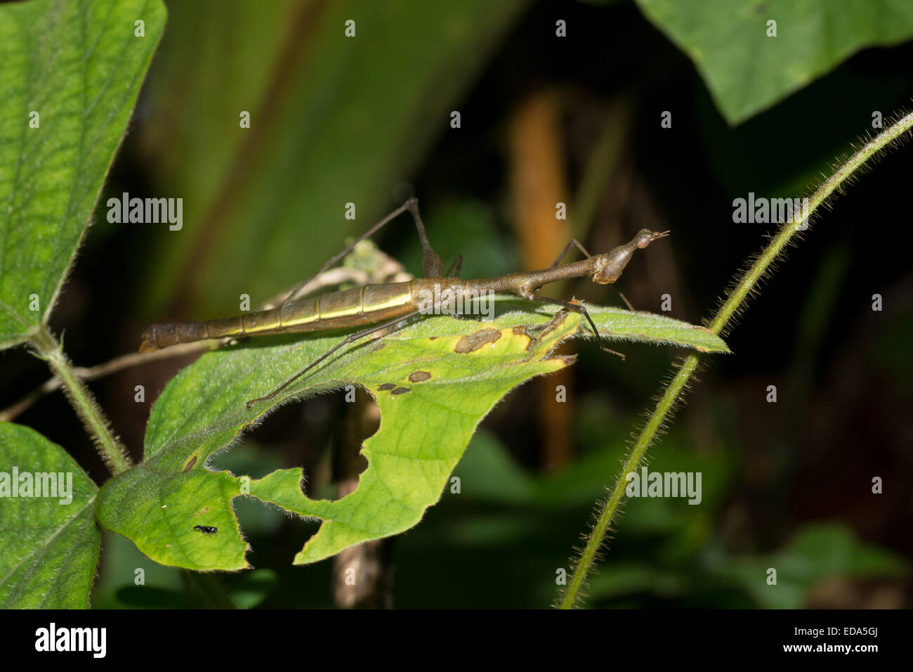 Macro of Stick Insect - Walking Stick (Apioscelis bulbosa) of Peruvian ...