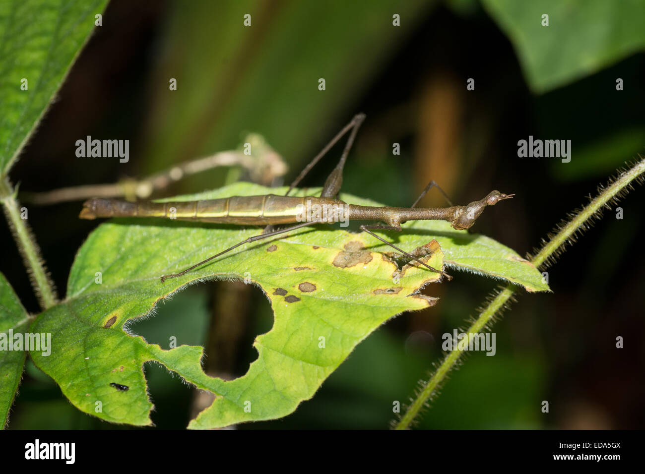 Macro of Stick Insect - Walking Stick (Apioscelis bulbosa) of Peruvian ...