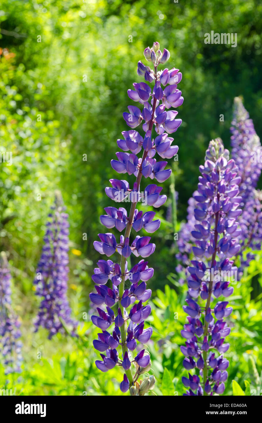 Purple and pink lupins wild flowers in Newfoundland in backlit Stock ...