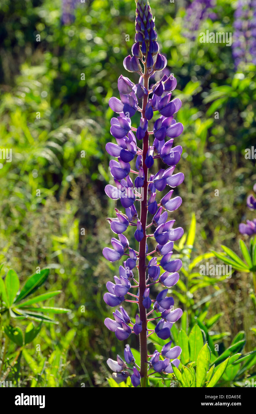 Newfoundland wild flowers hi-res stock photography and images - Alamy