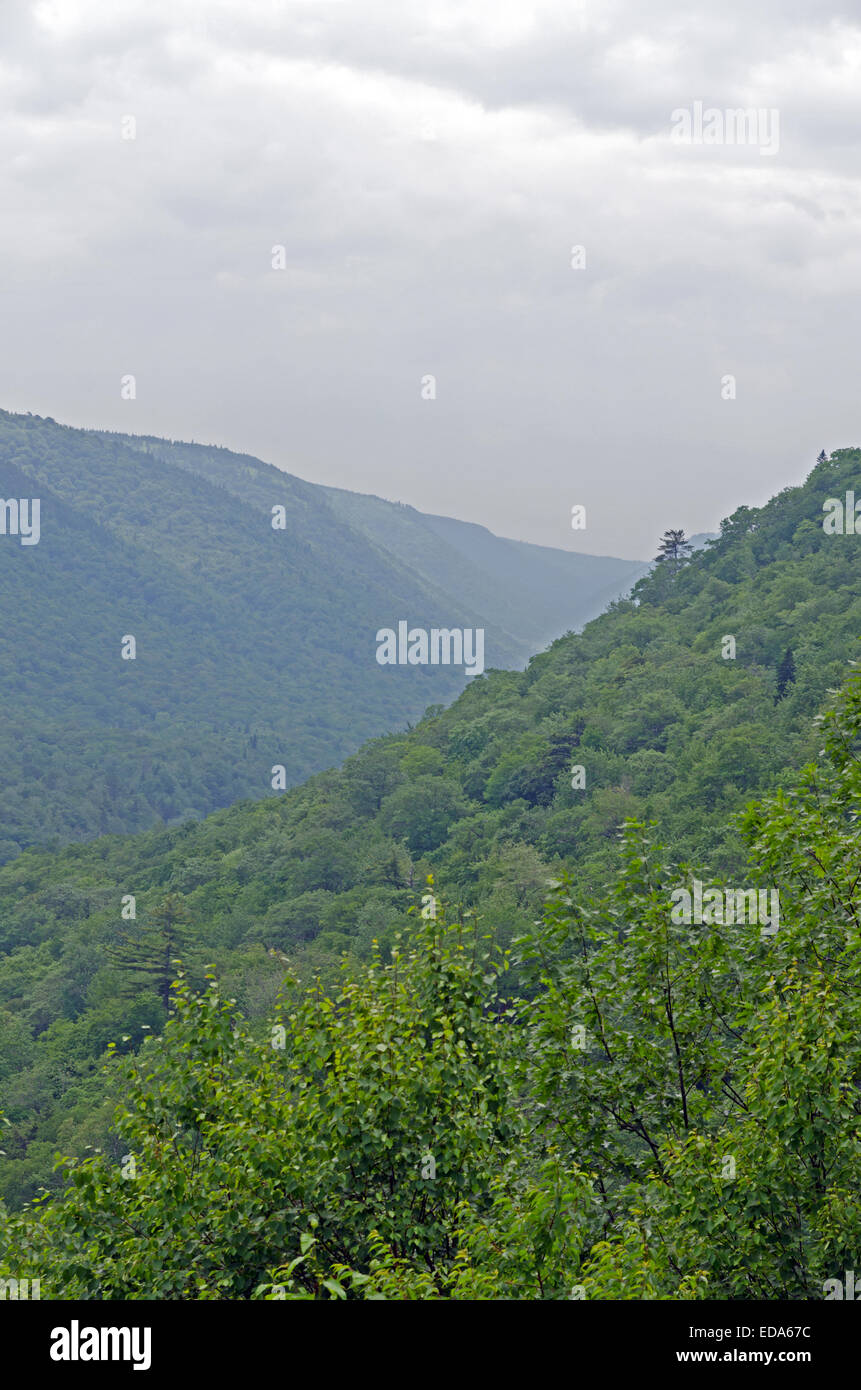 Spruce forest in the Cape Breton Highlands National Park Stock Photo ...