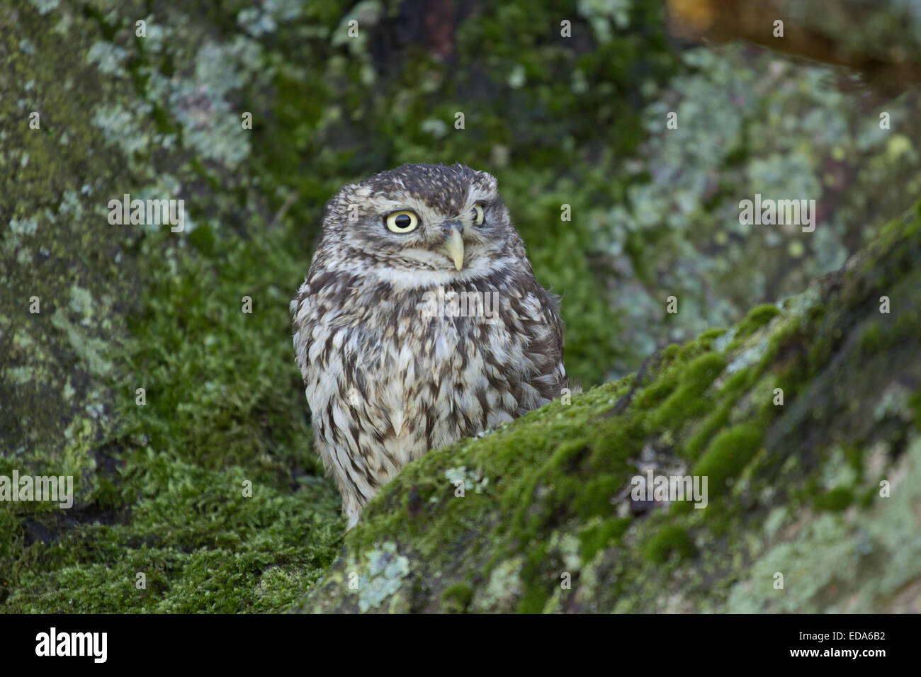 Small british owl hi-res stock photography and images - Alamy