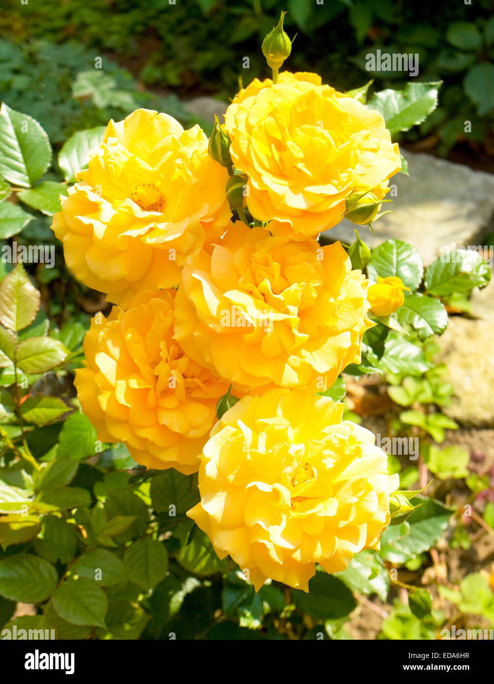 Branch of rose shrub with few big yellow roses, vertical image Stock ...