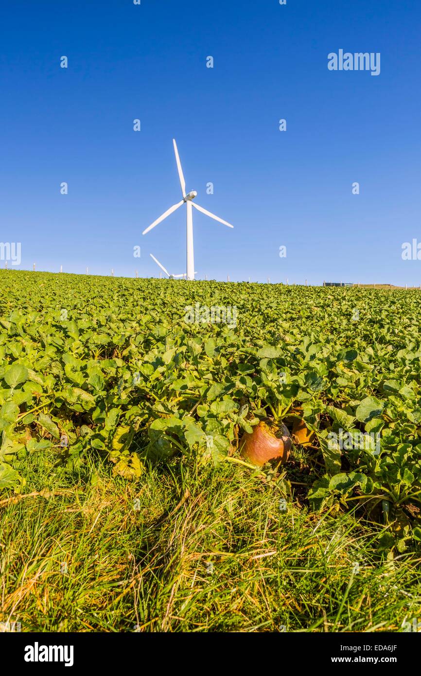Turnip field hi-res stock photography and images - Alamy