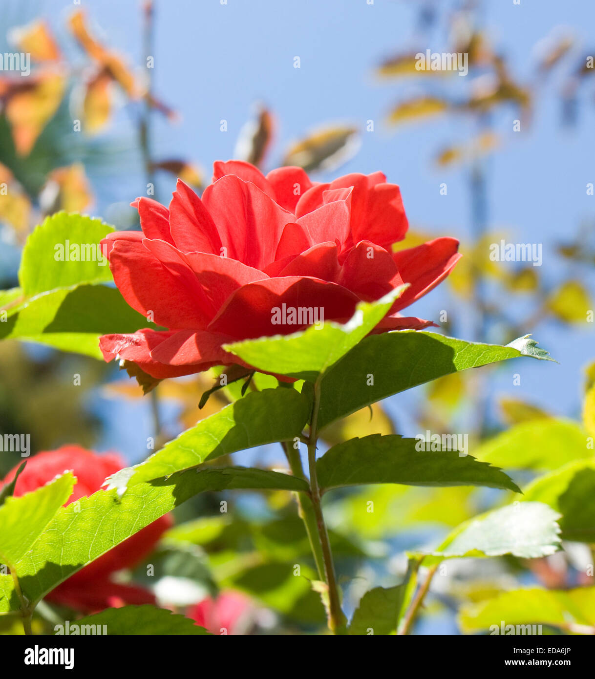 Red rose on blue sky Stock Photo - Alamy