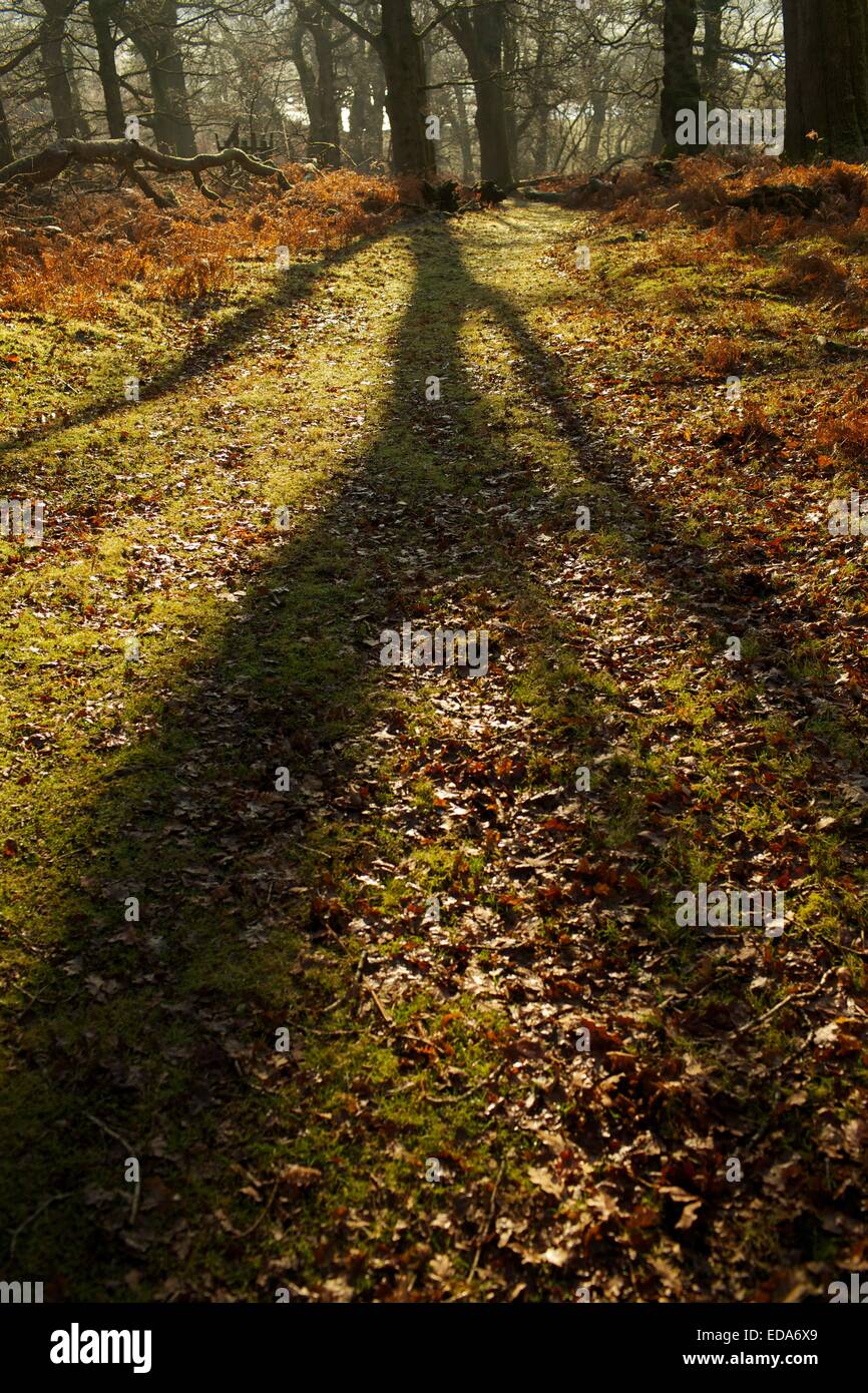 Tree Cast Shadow High Resolution Stock Photography and Images - Alamy