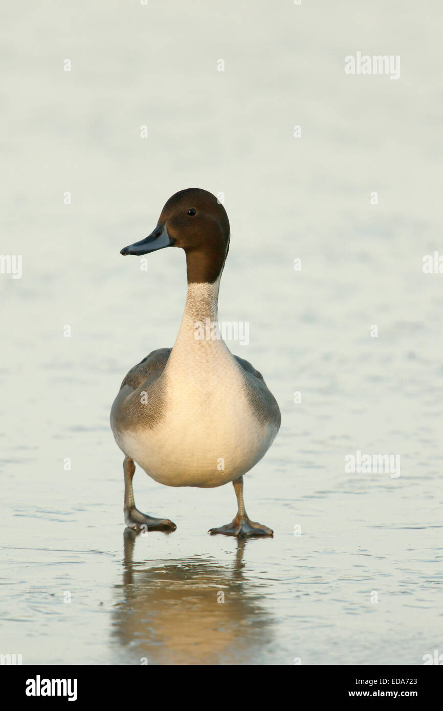 Northern pintail duck drake standing hi-res stock photography and ...