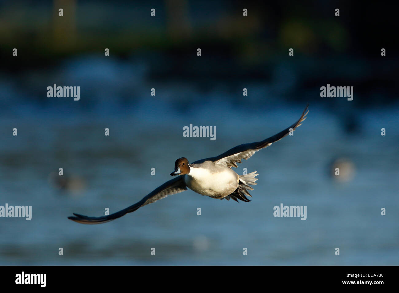 Northern pintail drake flight hi-res stock photography and images - Alamy