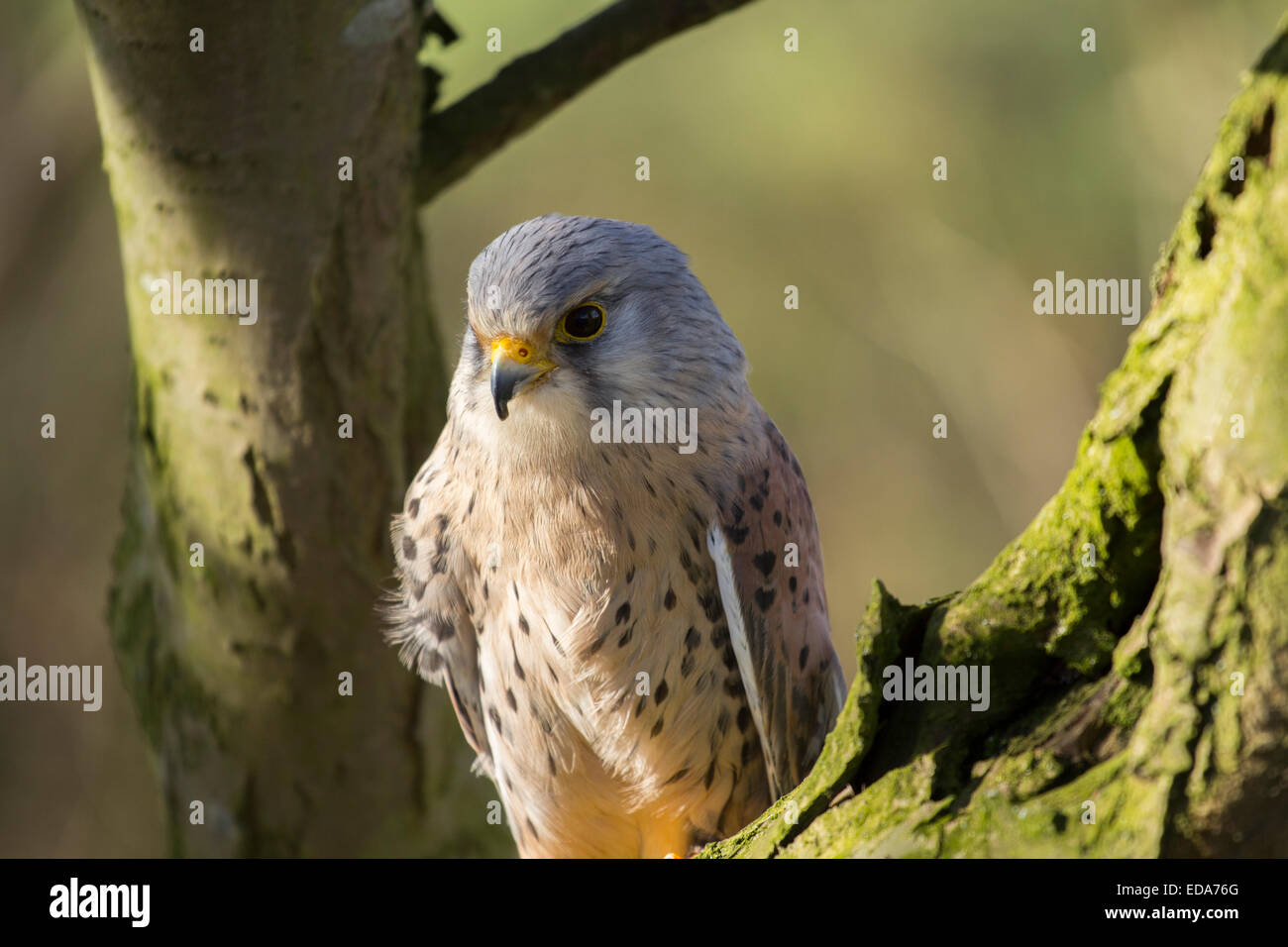 Common kestral hi-res stock photography and images - Alamy