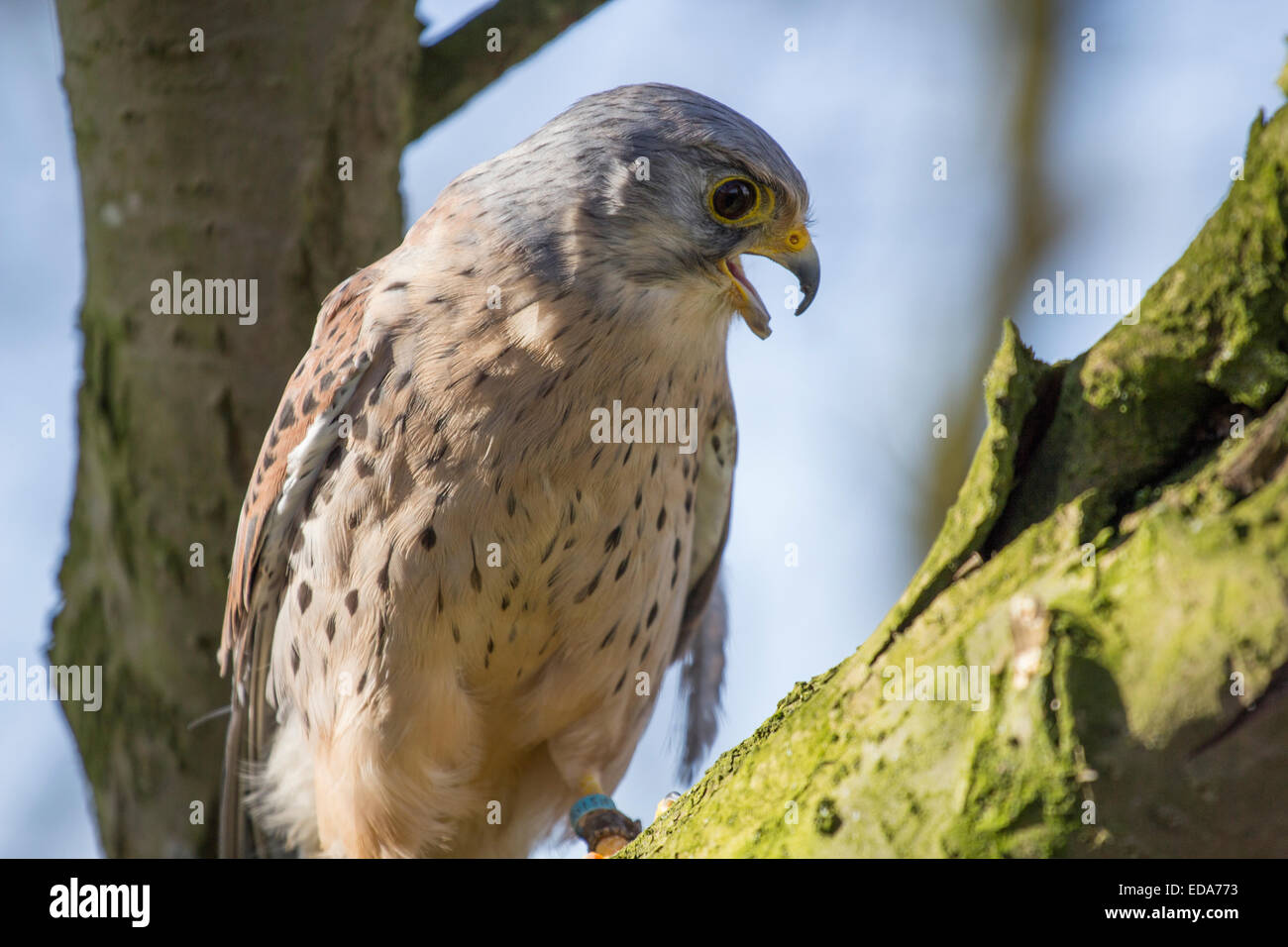 Common Kestral High Resolution Stock Photography and Images - Alamy