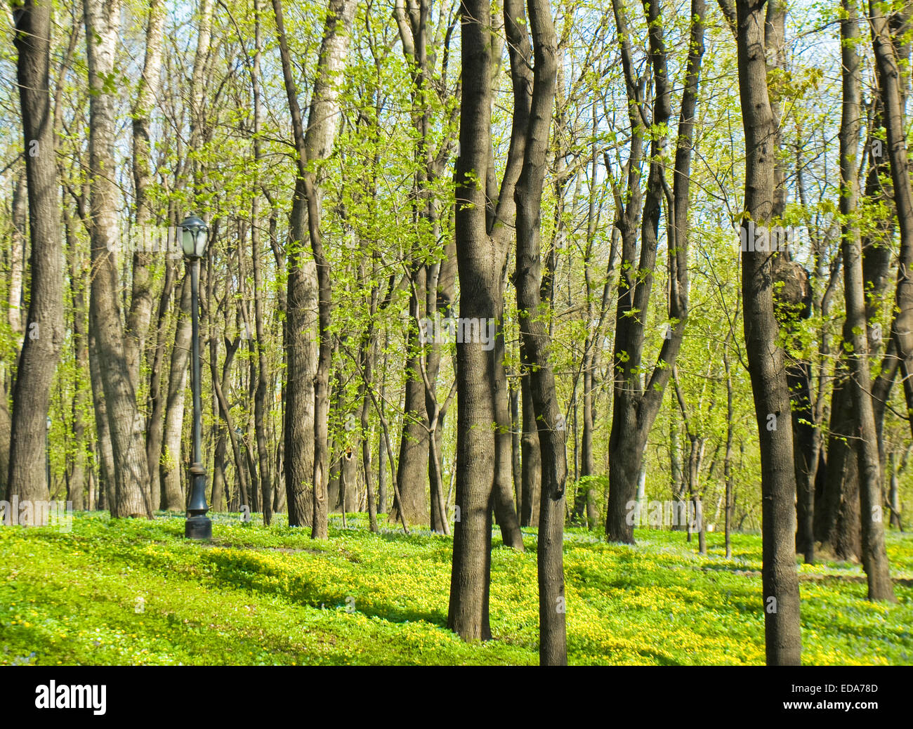 Spring landscape - park with trees and first spring flowers ...