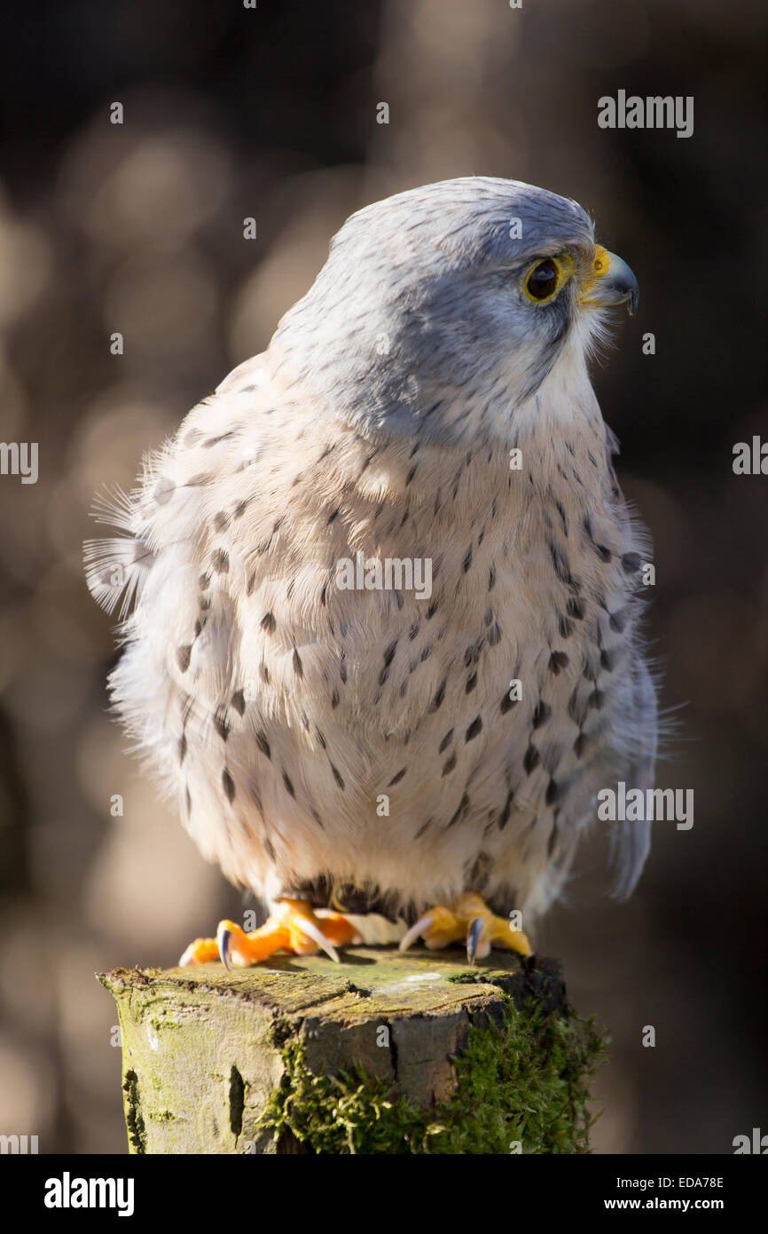 Kestral flight hi-res stock photography and images - Alamy