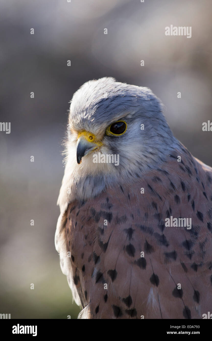 Common Kestral High Resolution Stock Photography and Images - Alamy