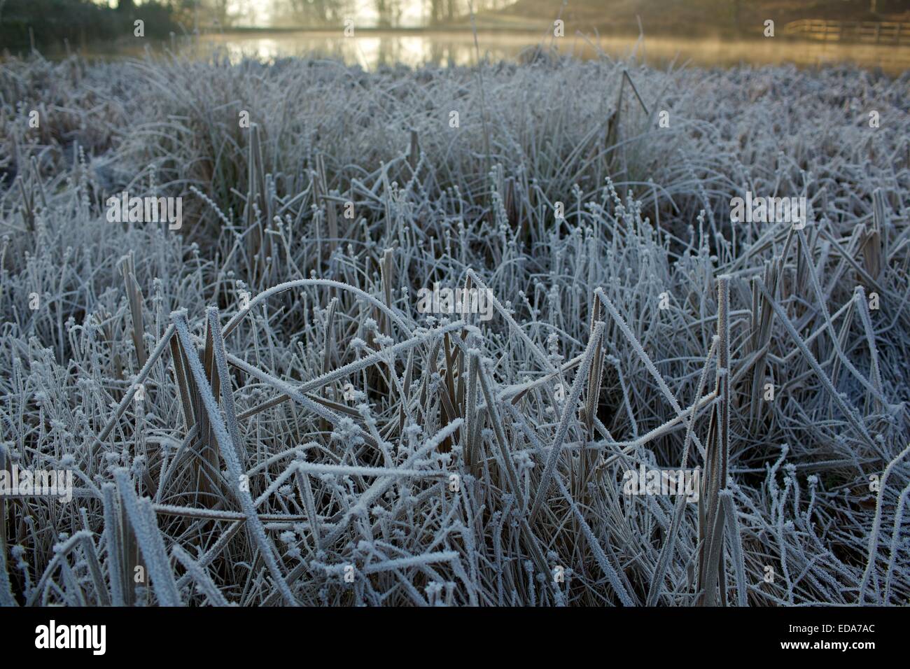 Frost covered reeds and grass on cold winters morning. Dinefwr Park ...
