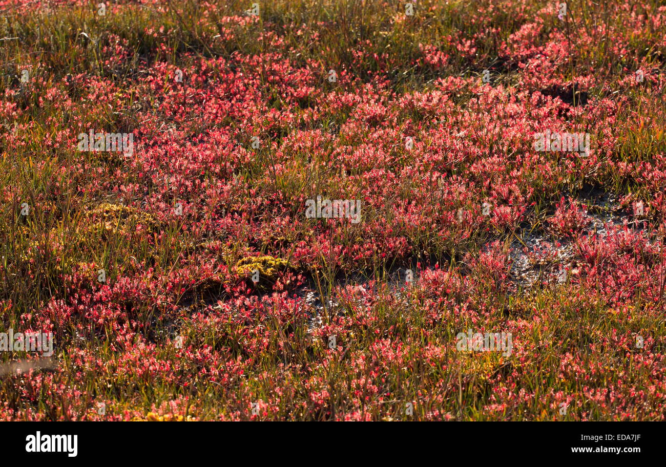 Oblong-leaved Sundew, Drosera intermedia covering the surface of a bog ...