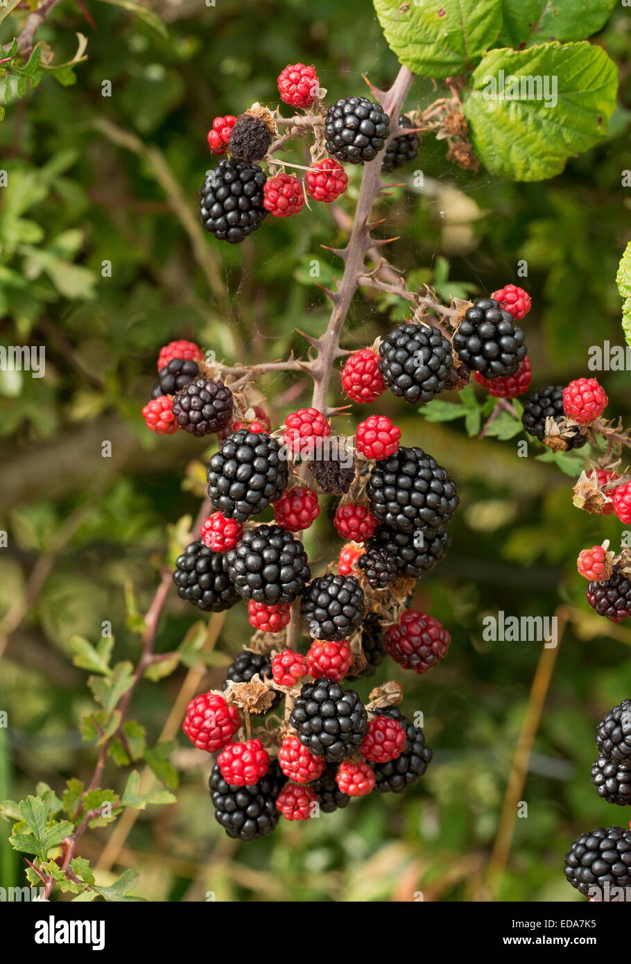 Rubus fruticosus hi-res stock photography and images - Alamy