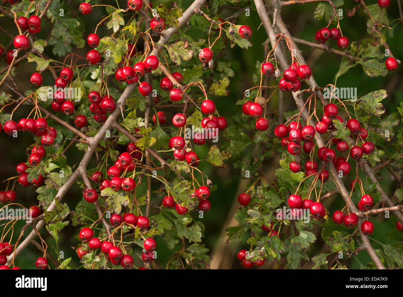 Haws hi-res stock photography and images - Alamy