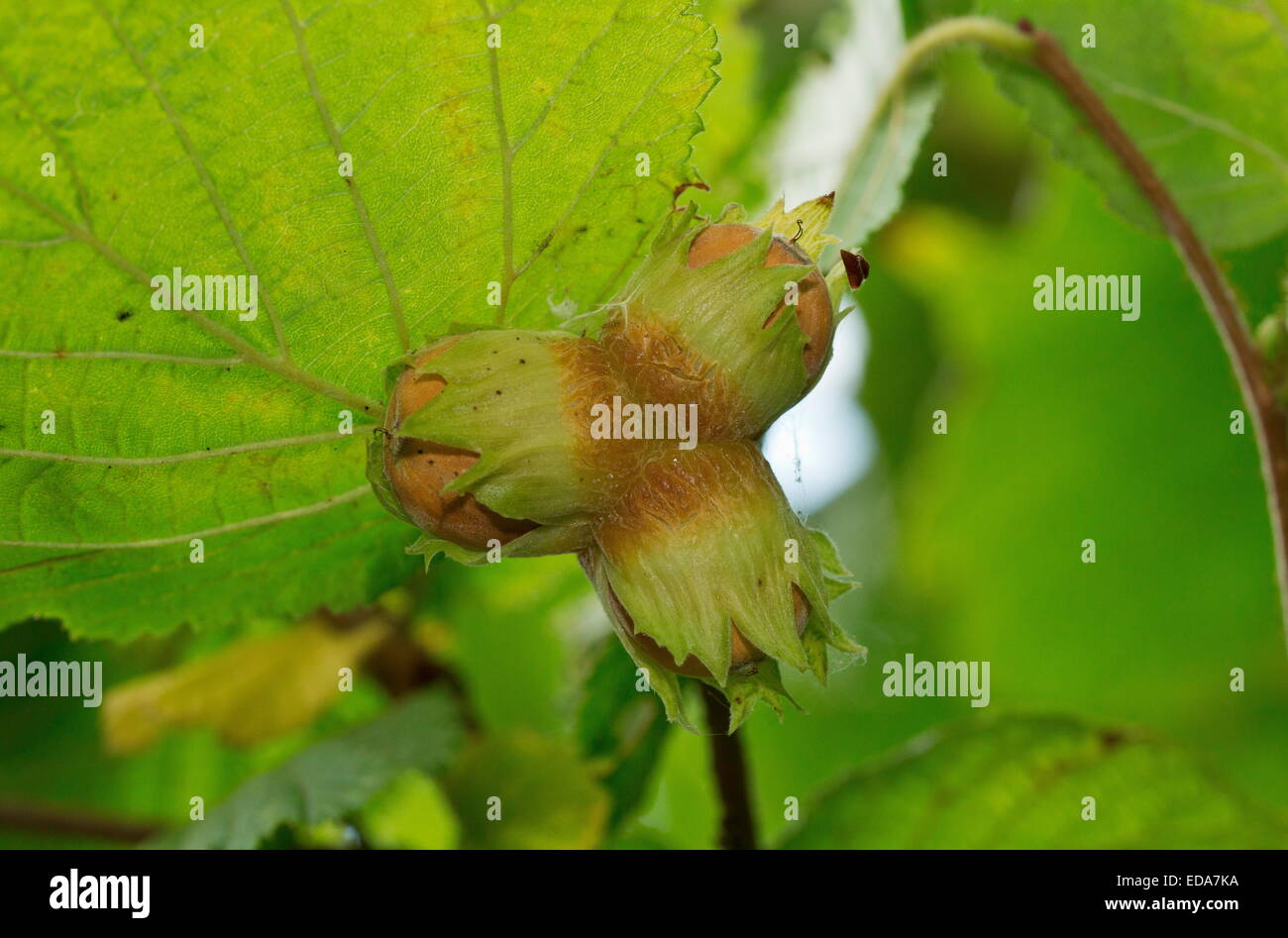 Corylus avellana fruit hi-res stock photography and images - Alamy