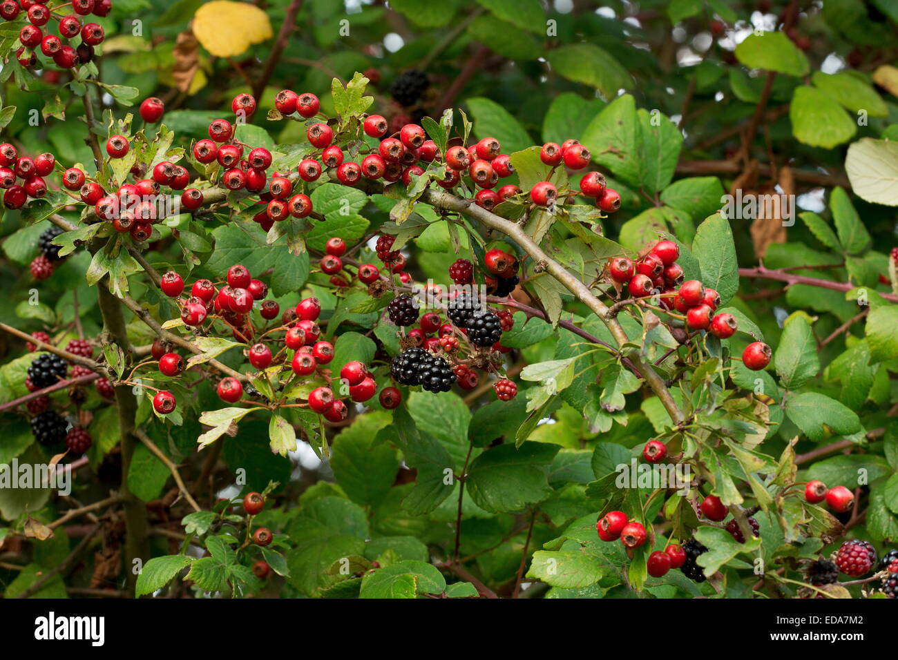 Haws on Common Hawthorn, Crataegus monogyna, with blackberries, in ...