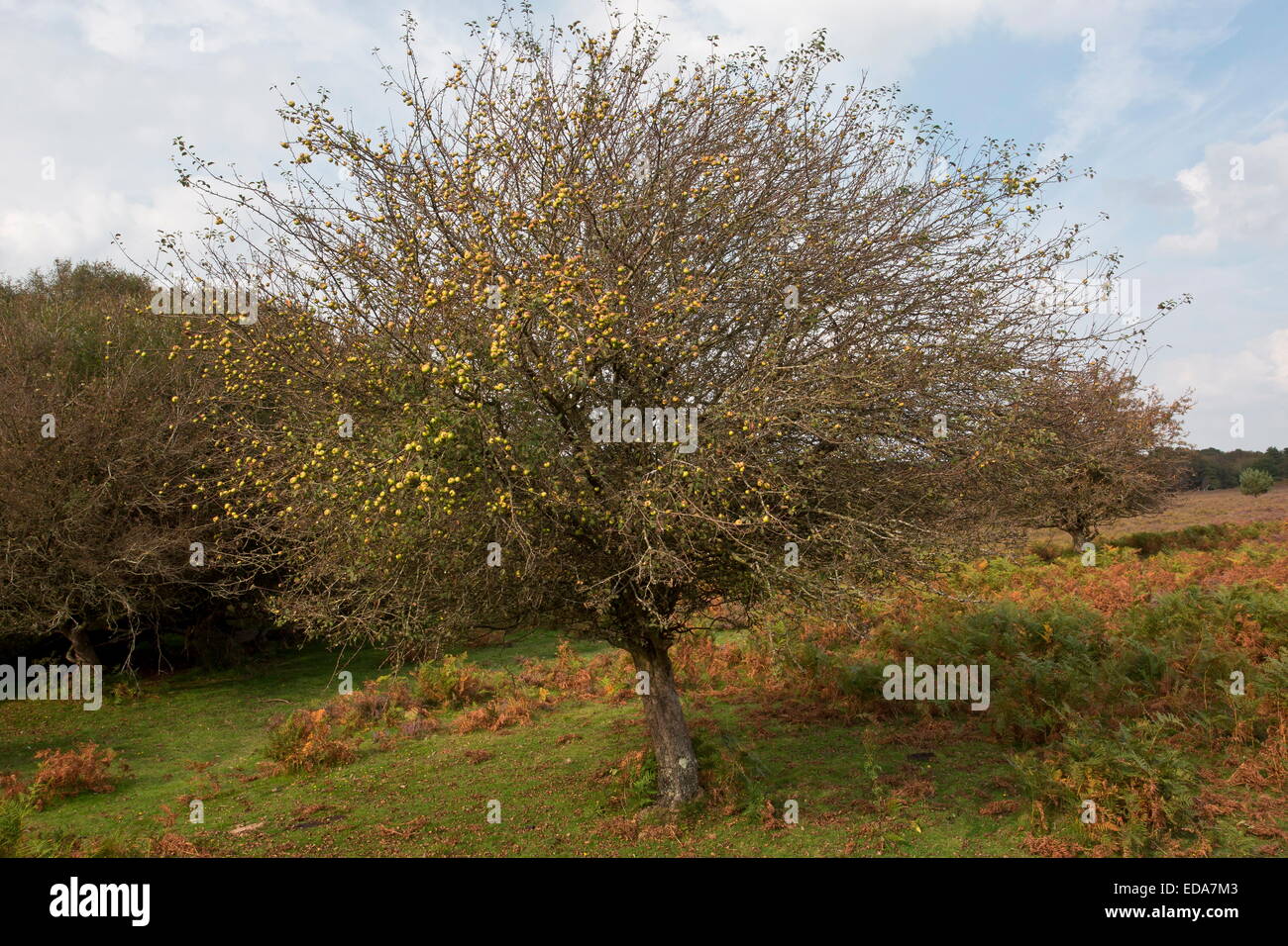 Wild Crab Apple, Malus sylvestris, tree in the New Forest. Autumn Stock ...
