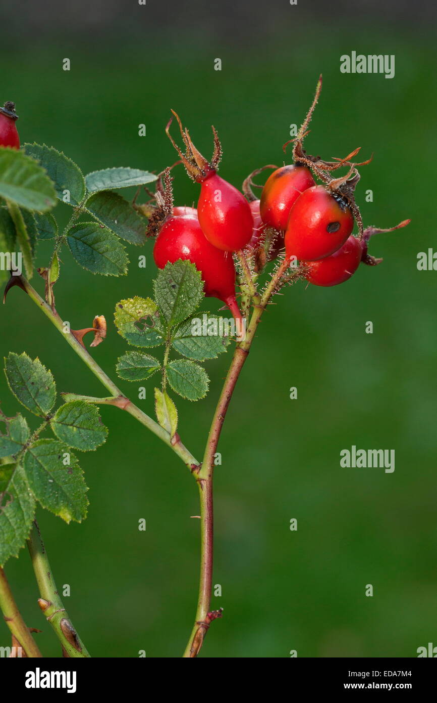 Rose-hips: Hips of Sweet-briar, Rosa rubiginosa in autumn Stock Photo ...