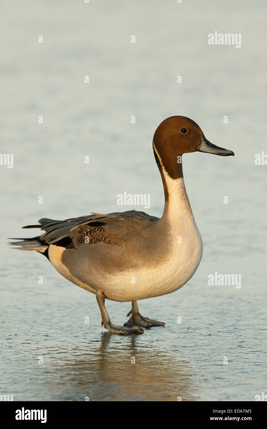 Northern Pintail Duck Drake Standing High Resolution Stock Photography ...